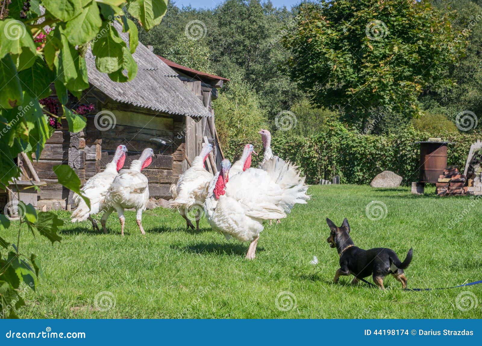 White turkeys and dog stock photo. Image of feather, white - 44198174