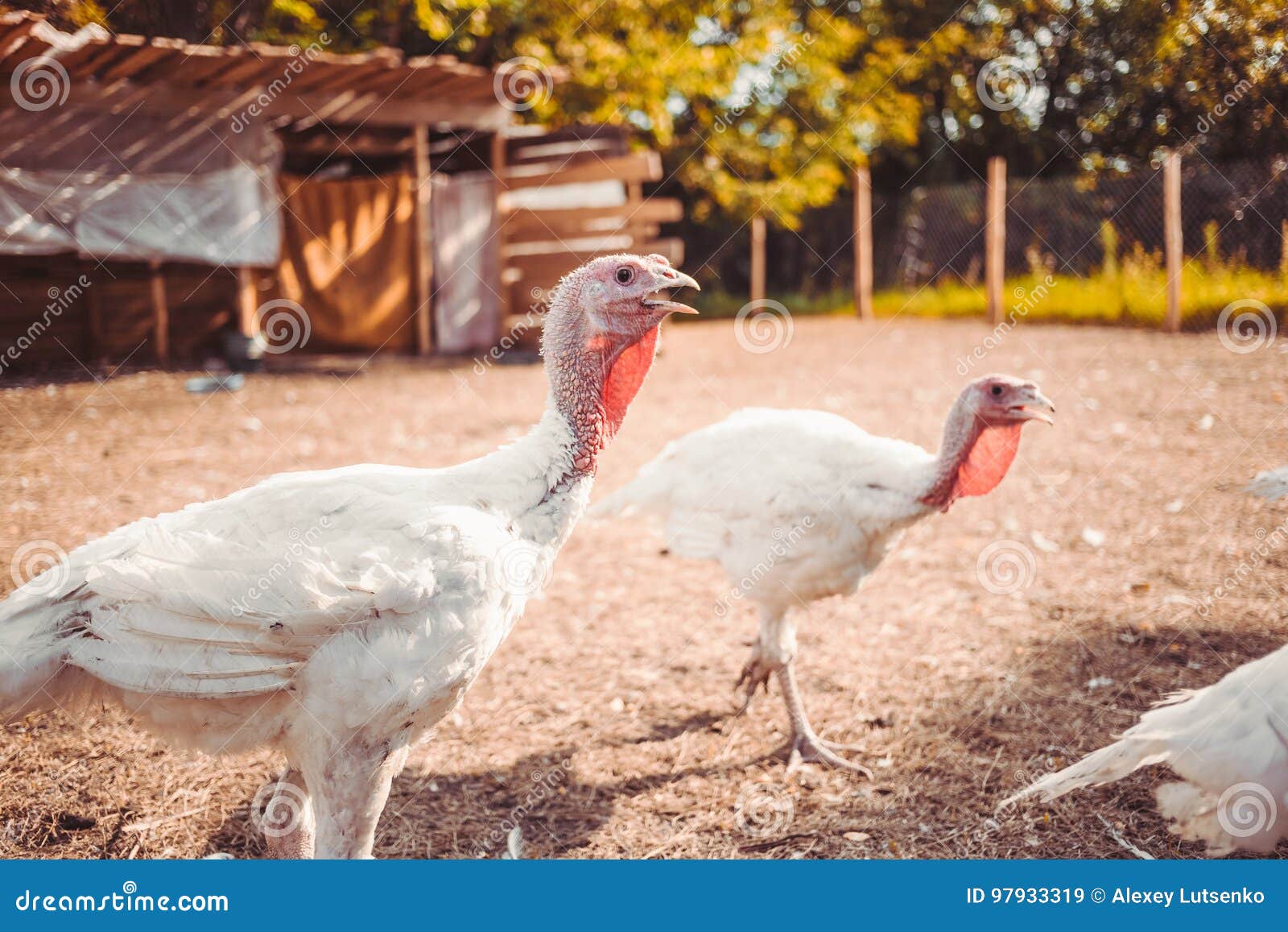 White turkeys stock image. Image of crest, farming, farm - 97933319