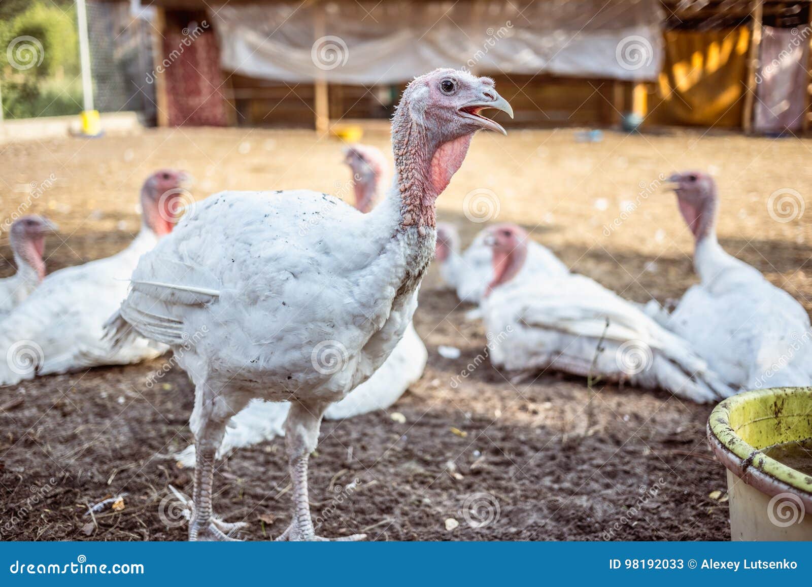 White turkeys stock image. Image of breed, american, food - 98192033