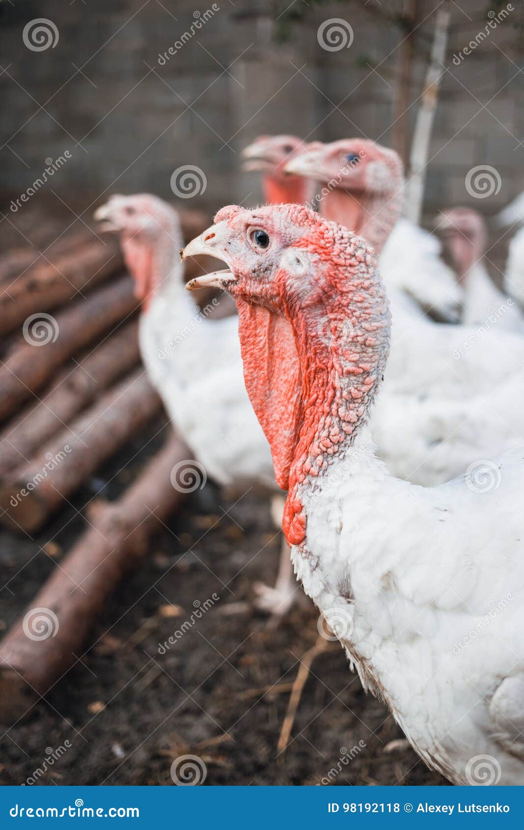 White turkeys stock photo. Image of livestock, agriculture - 98192118