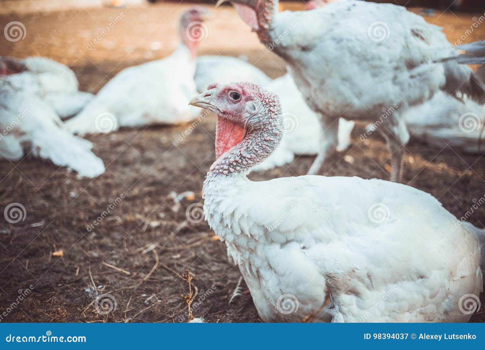 White turkeys stock image. Image of flock, animals, beak - 98394037