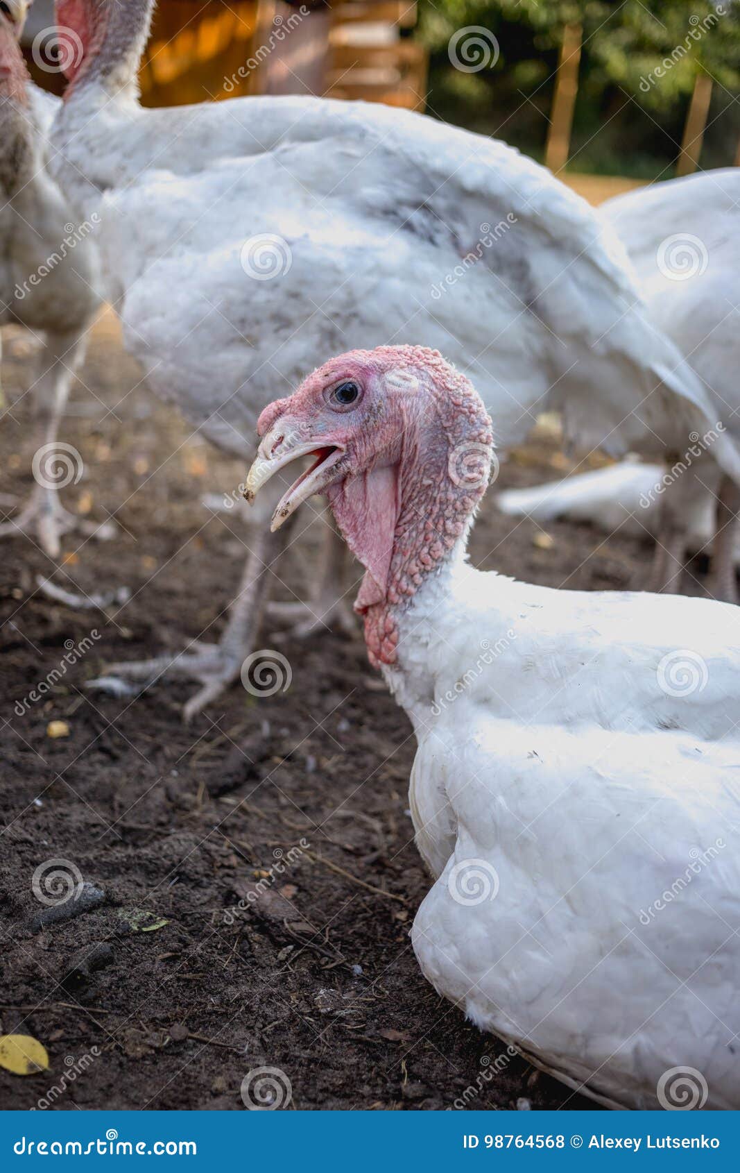 White turkeys stock photo. Image of celebrate, domestic - 98764568
