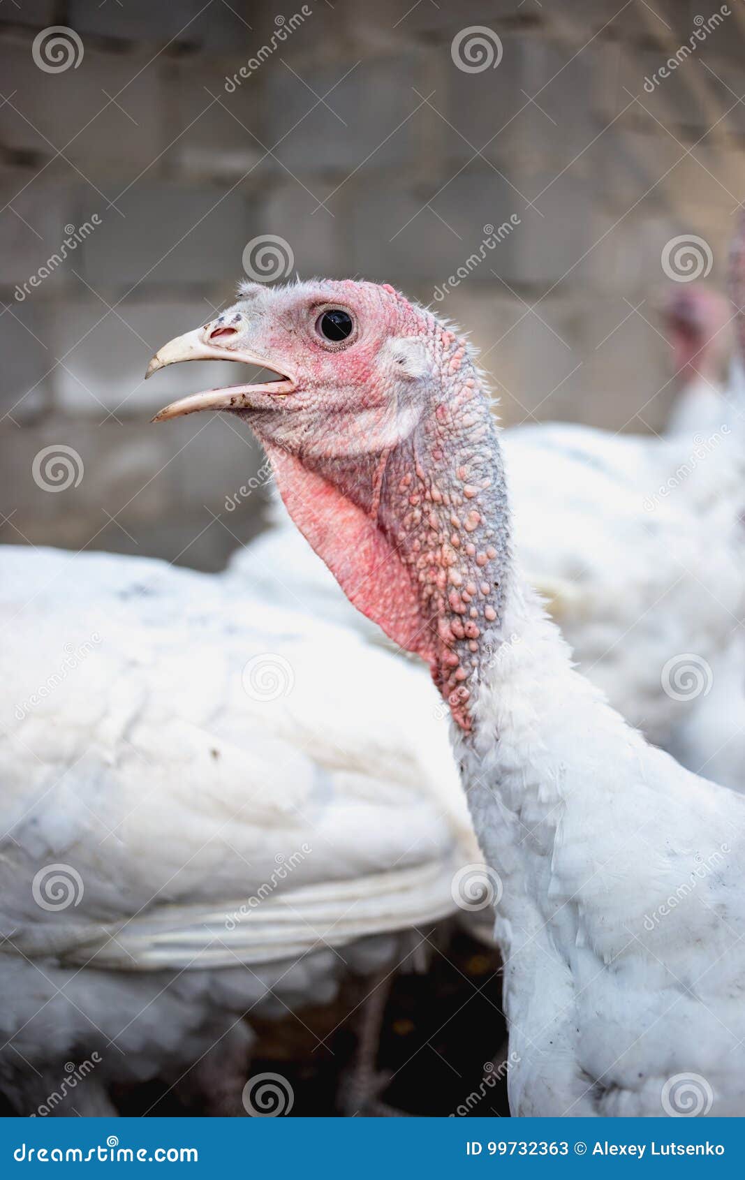 White turkeys stock image. Image of flock, dinner, food - 99732363