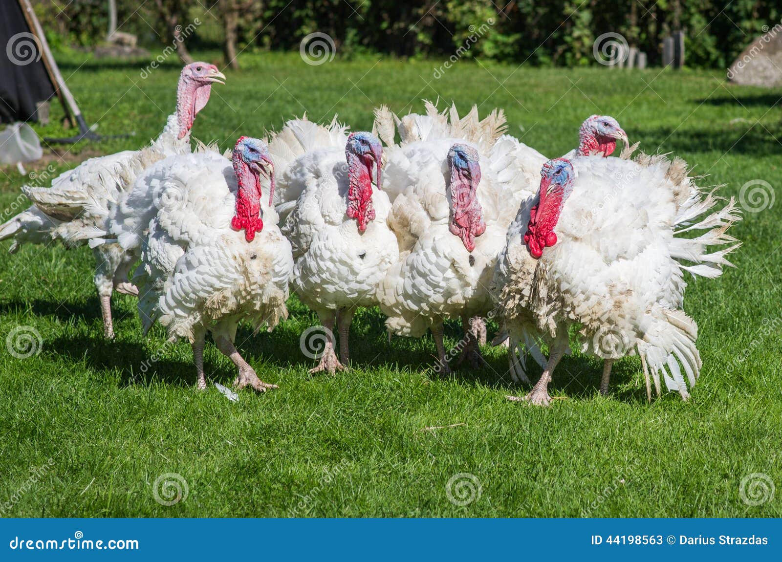 White turkeys stock image. Image of field, animals, feathers - 44198563