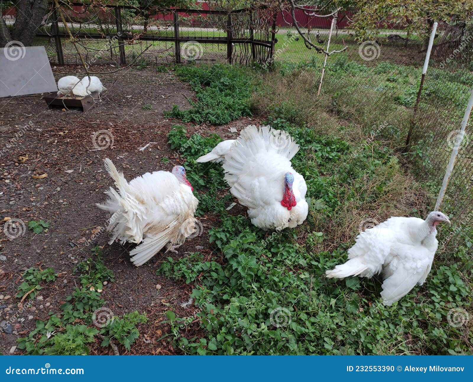 White Turkeys Walking in the Farm Yard Stock Photo - Image of feather ...