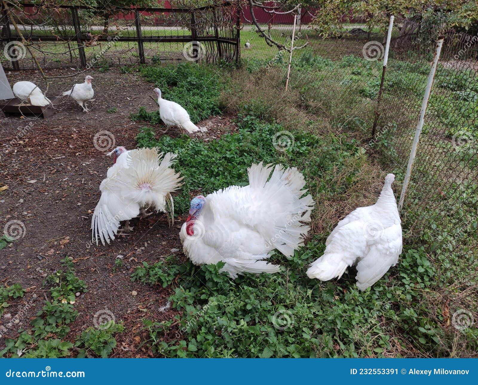 White Turkeys Walking in the Farm Yard Stock Image - Image of male ...