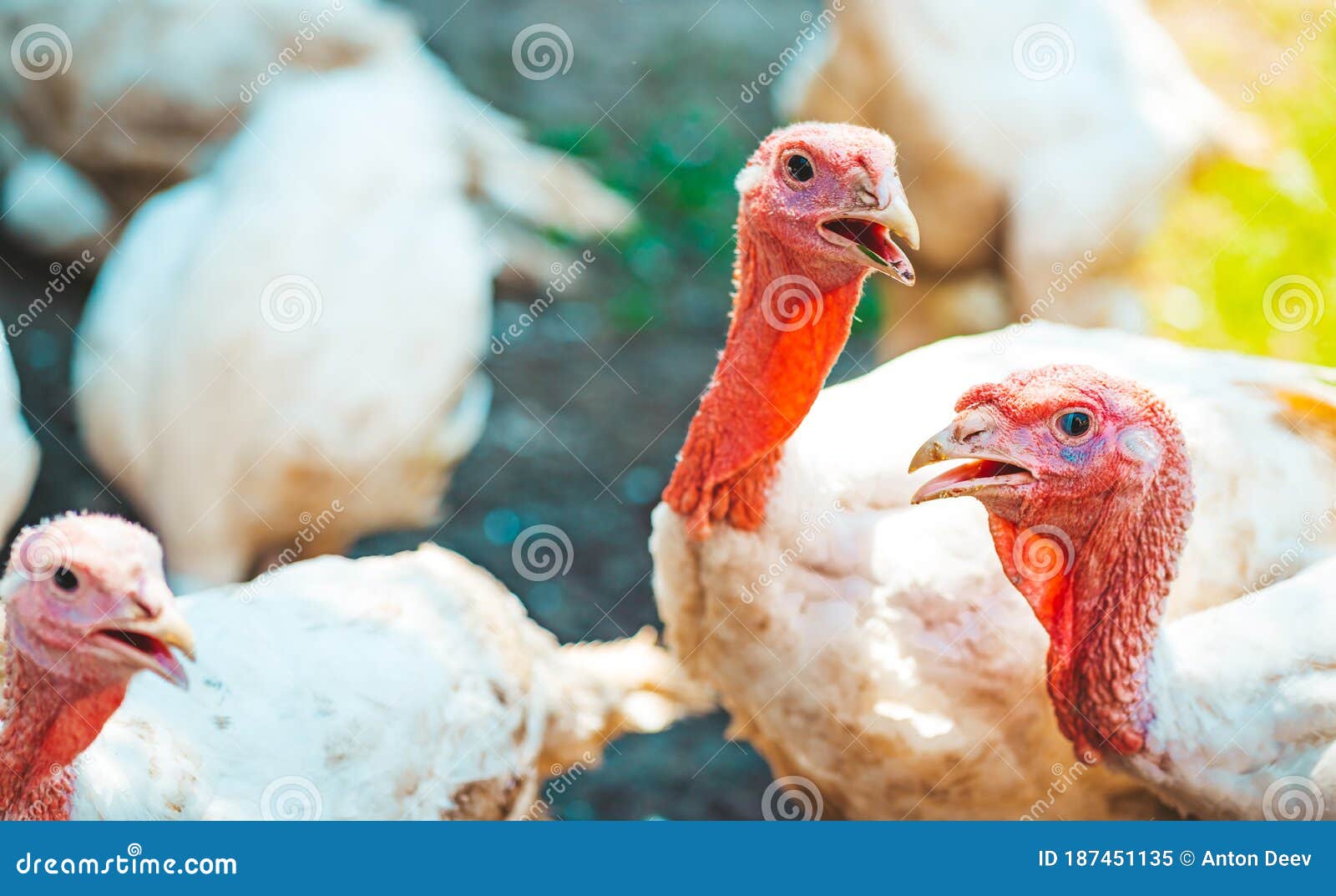White Turkeys Walking in the Paddock. Common White Turkey Looking for ...