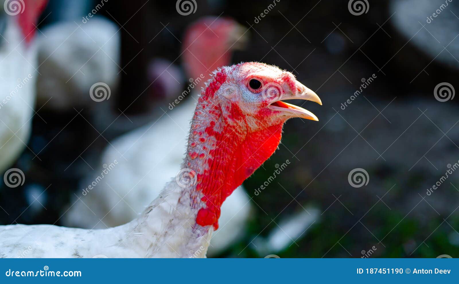 White Turkeys Walking in the Paddock. Common White Turkey Looking for ...