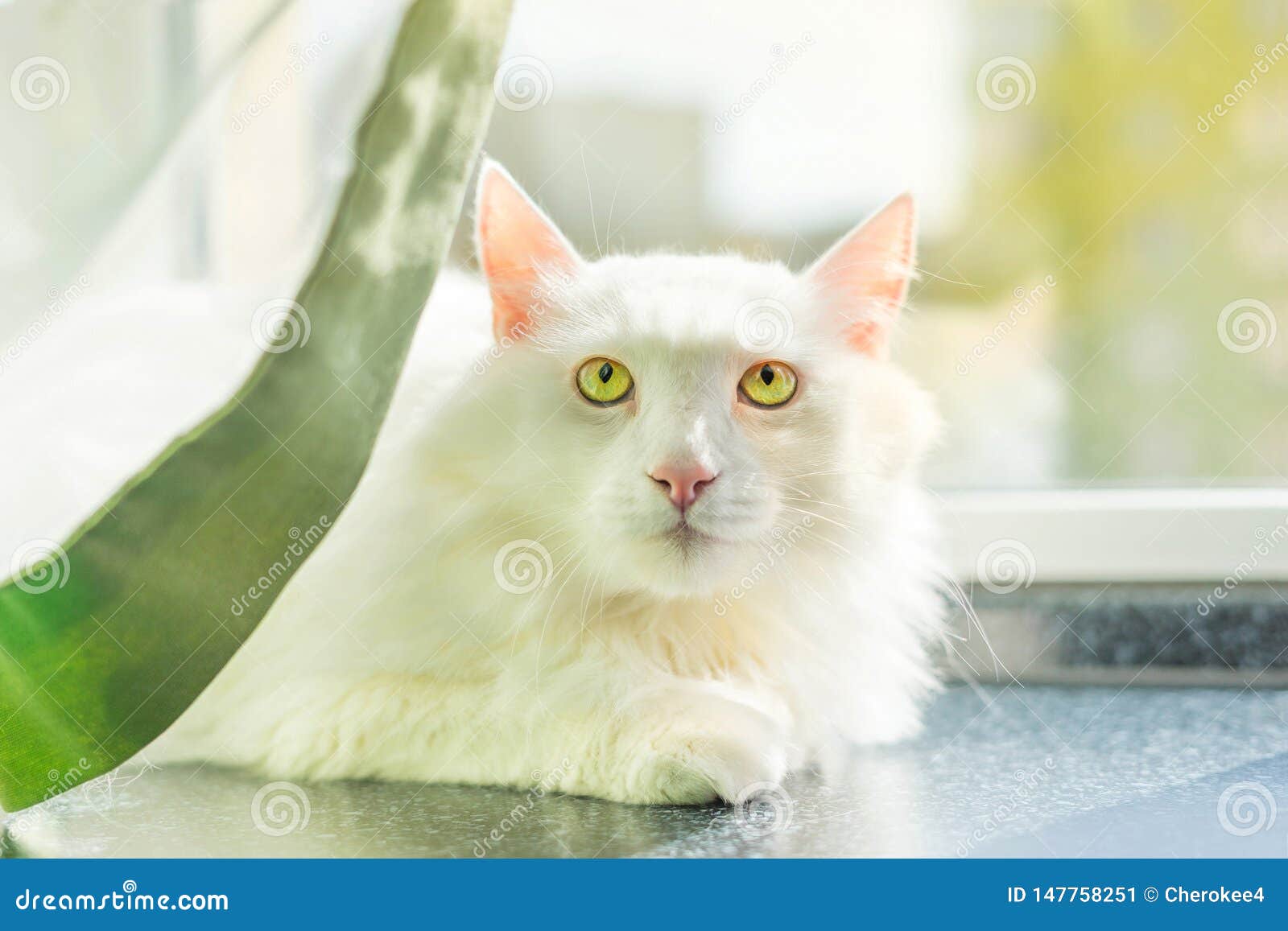 White Turkish Angora is a Beautiful Breed of a Domestic Cat. Stock ...