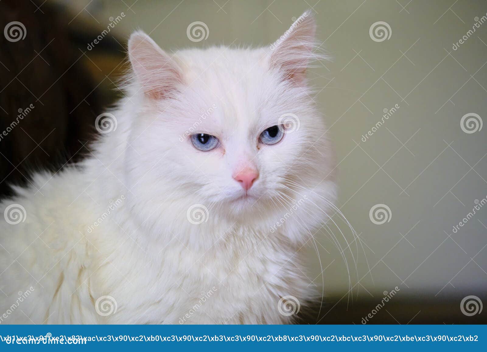 White Turkish Angora with Blue Eyes Color Stock Photo - Image of ...