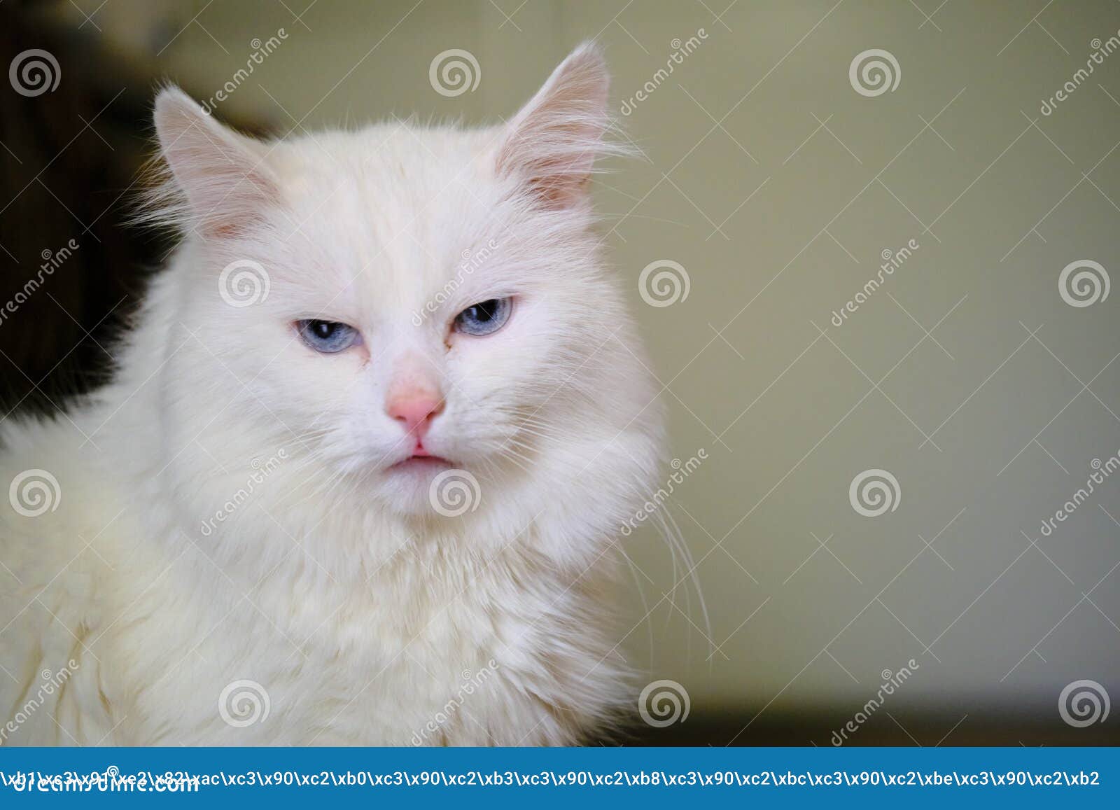 White Turkish Angora with Blue Eyes Color Stock Photo - Image of people ...
