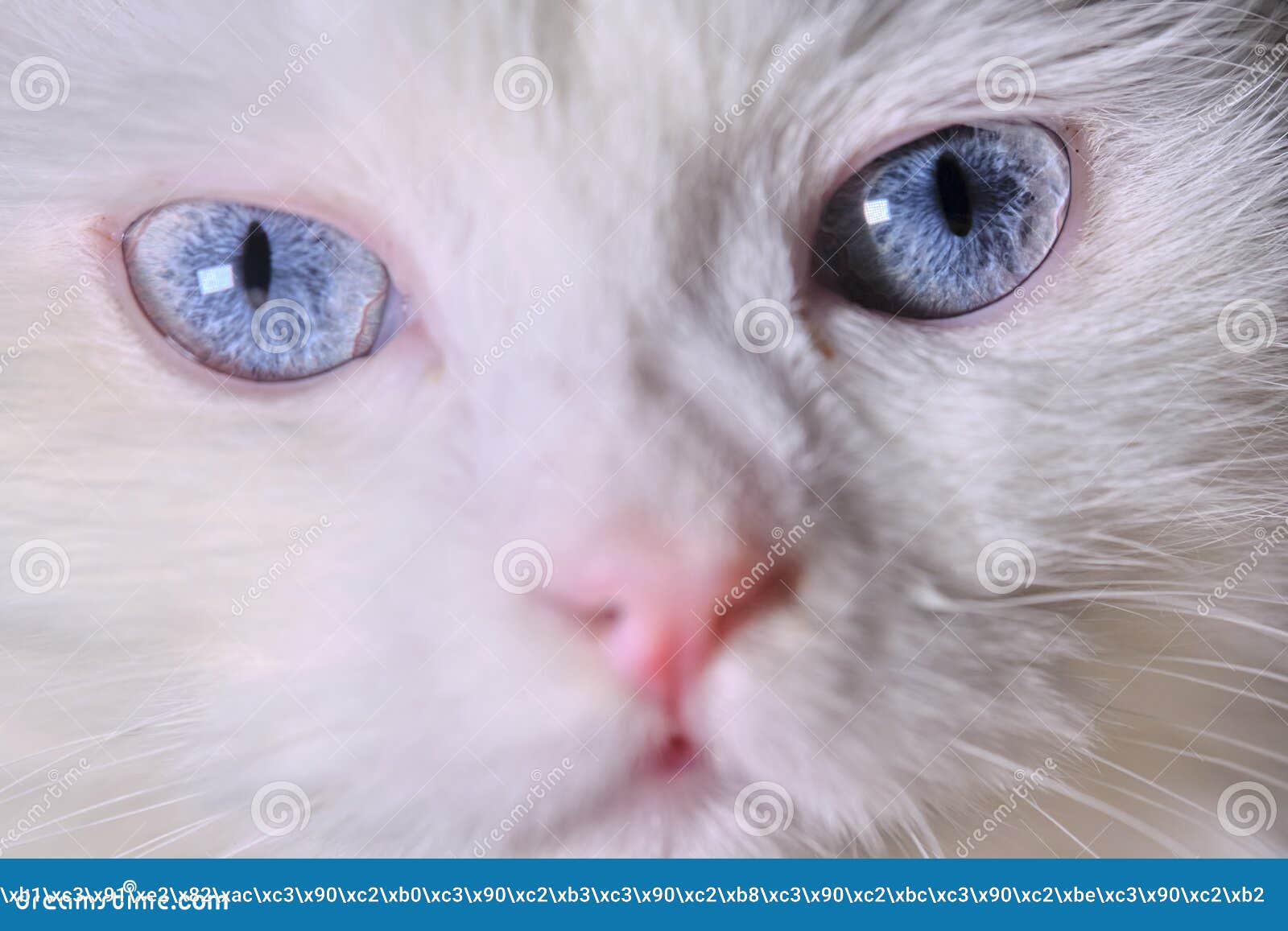 White Turkish Angora with Blue Eyes Color Stock Photo - Image of ...