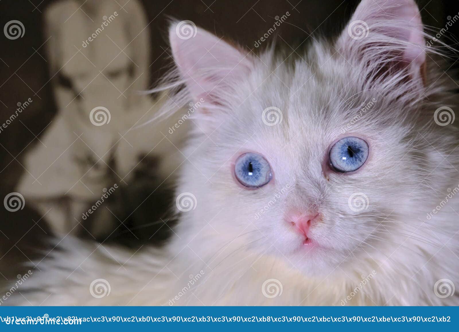 White Turkish Angora with Blue Eyes Color Stock Photo - Image of ...