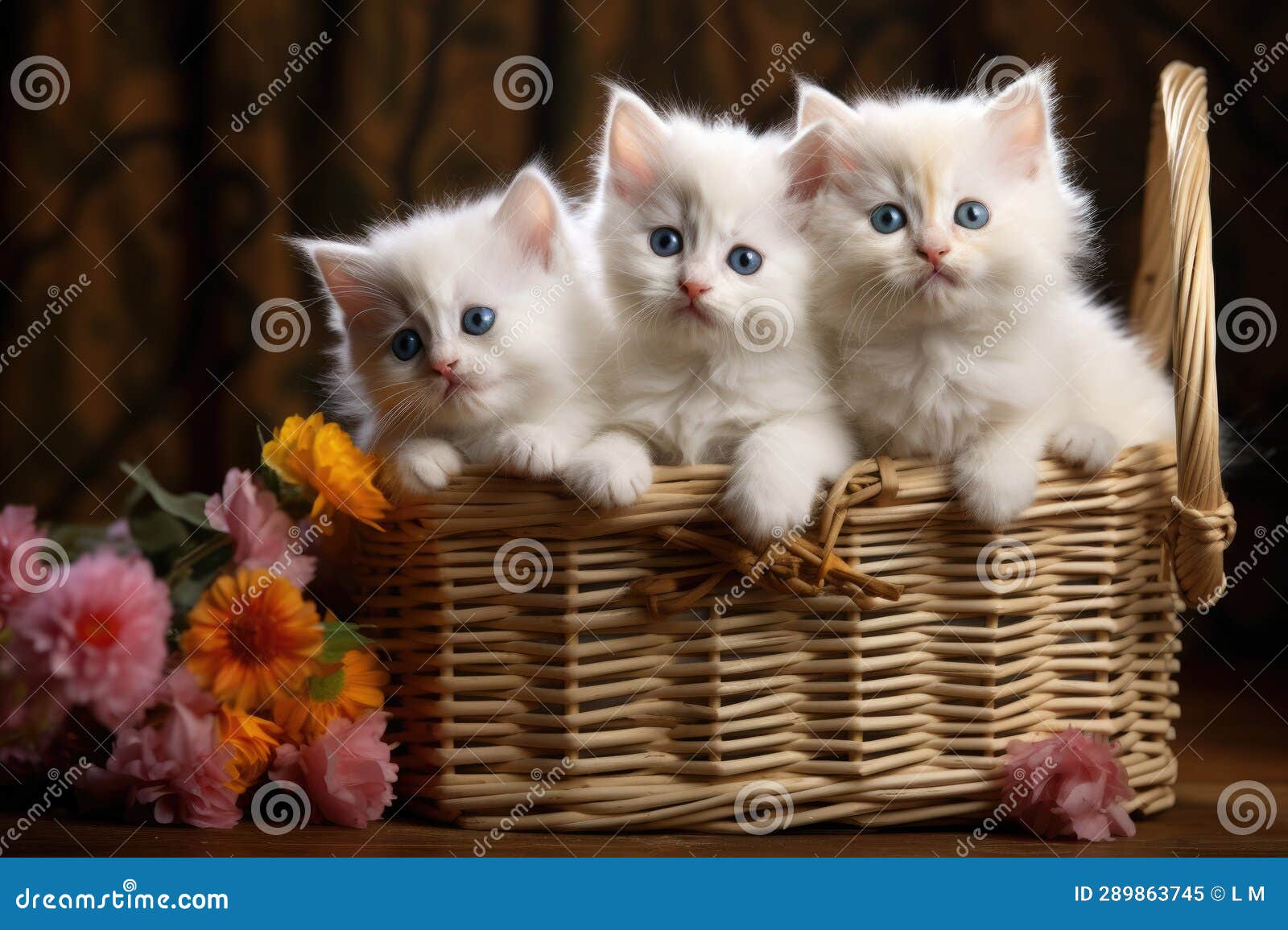 White Turkish Angora Kittens Stock Image - Image of kitten, white ...