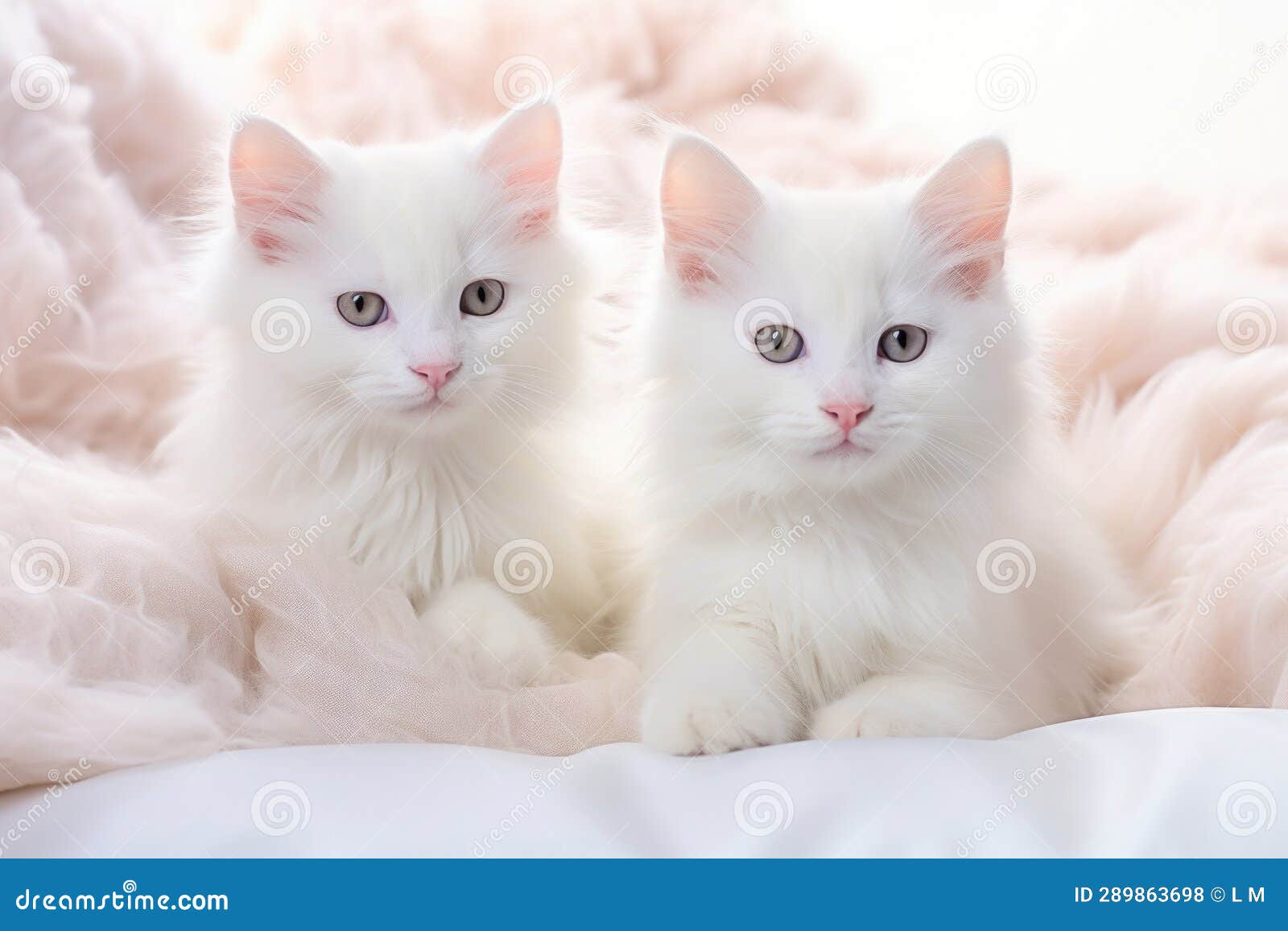 White Turkish Angora Kittens Stock Photo - Image of bokeh, calendar ...