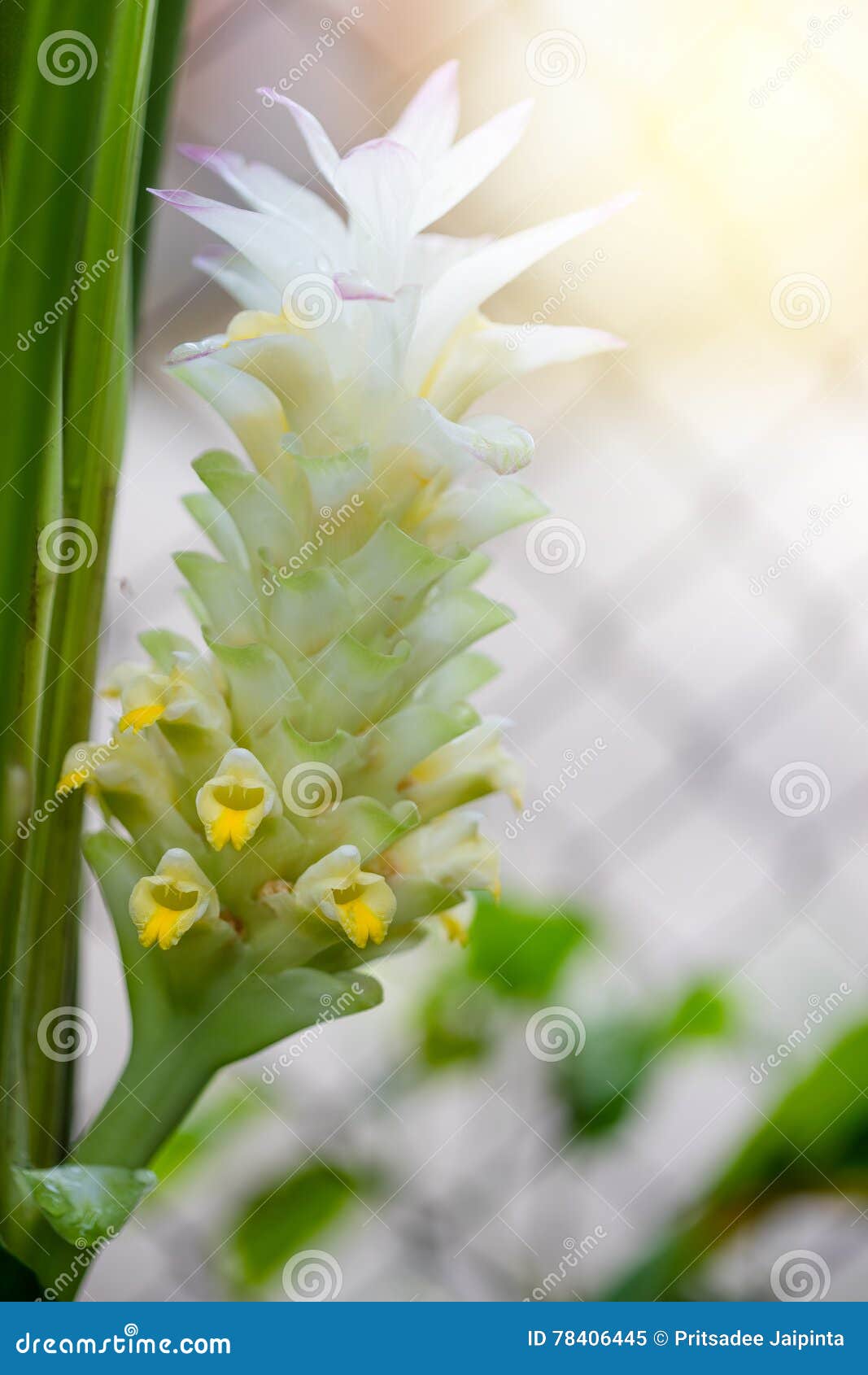 White turmeric flower stock image. Image of blossom, leaf - 78406445