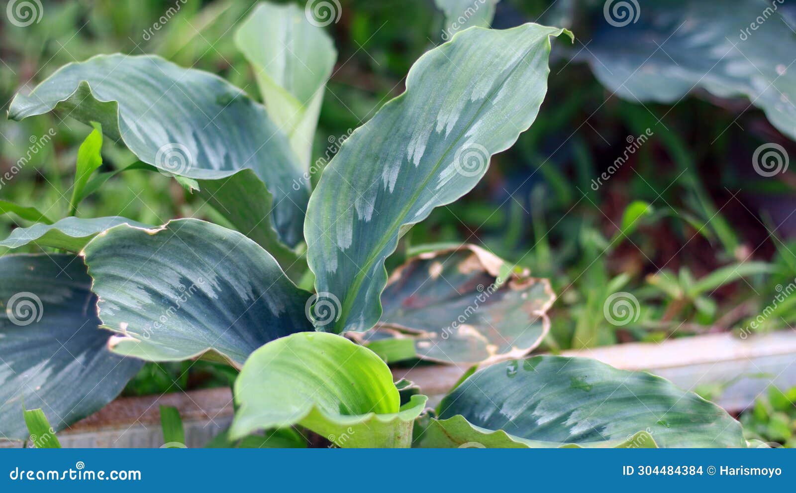 White turmeric plant stock photo. Image of leaf, zedoaria - 304484384