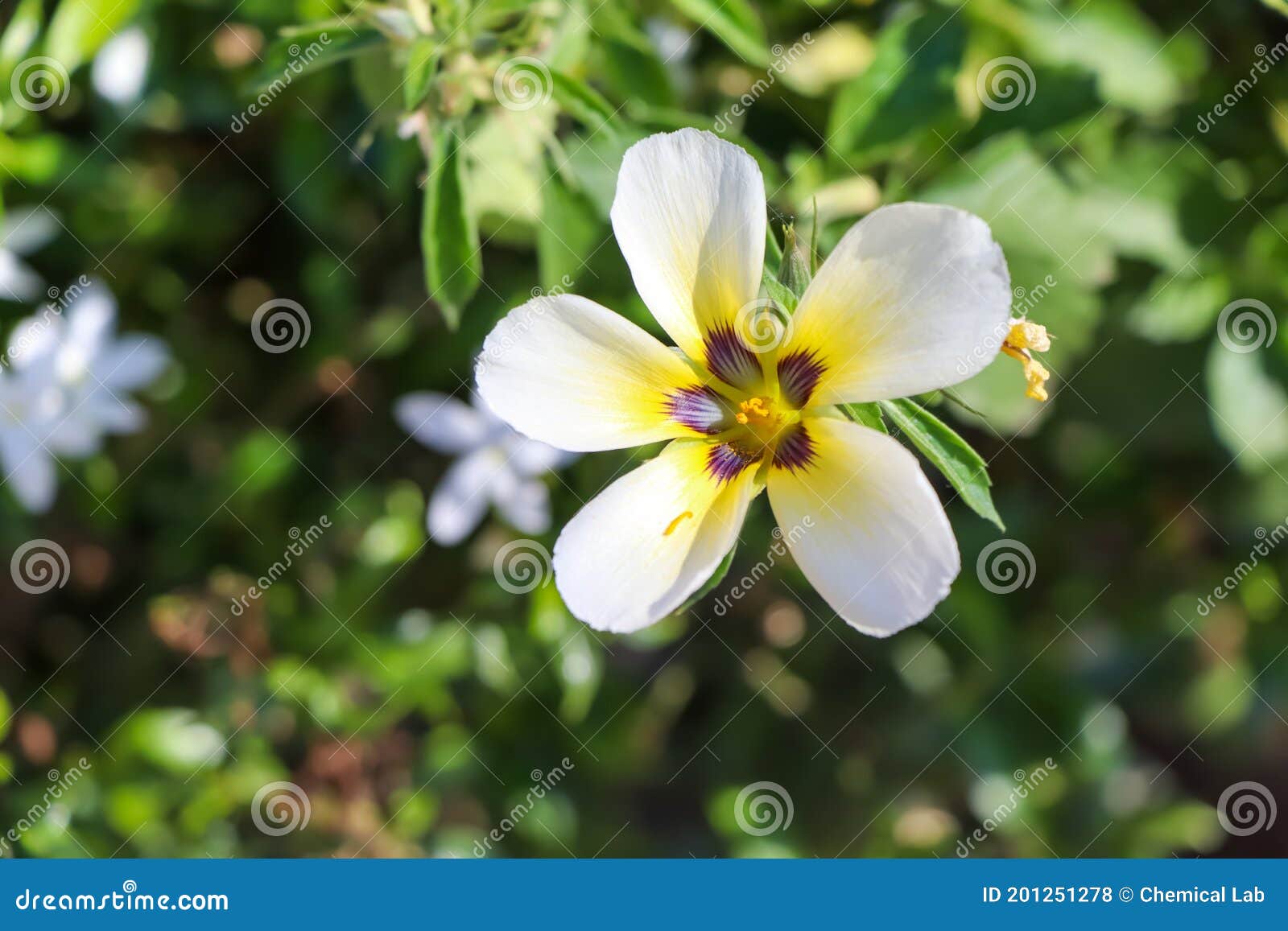 White Turnera subulata stock photo. Image of bright - 201251278