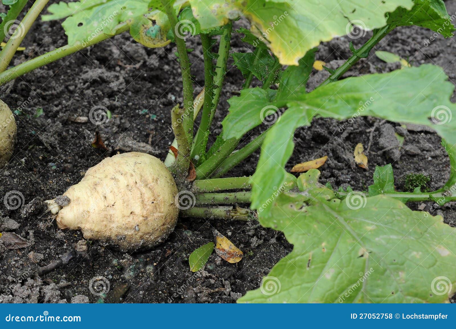 White turnip stock photo. Image of vegetarian, garden - 27052758