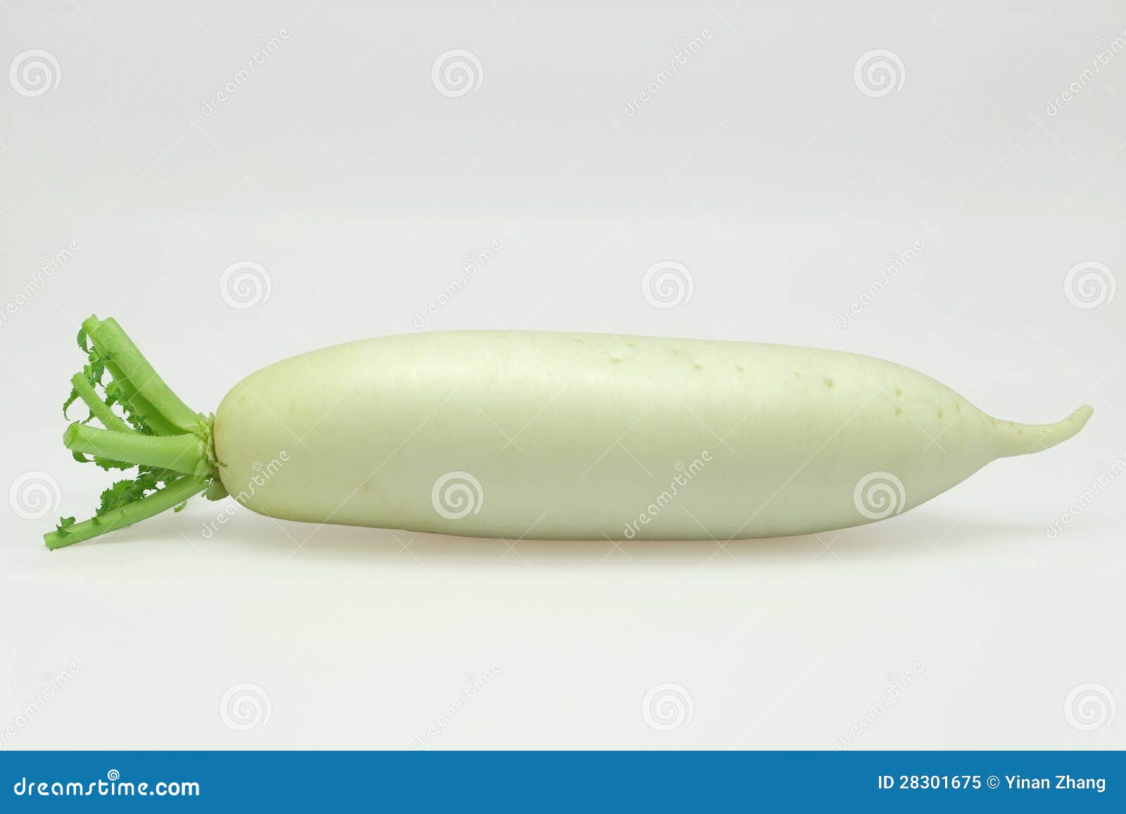 White turnip stock image. Image of cultivation, plant - 28301675