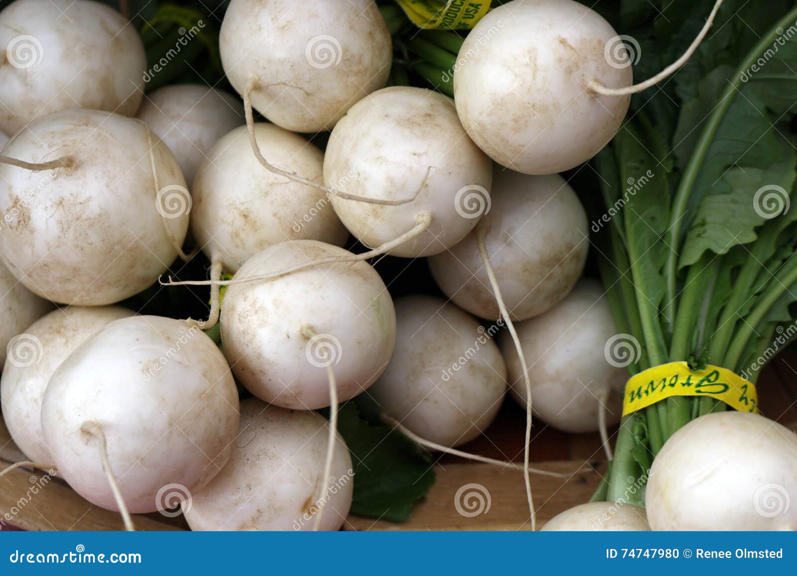 White Turnips stock photo. Image of white, ingredient - 74747980