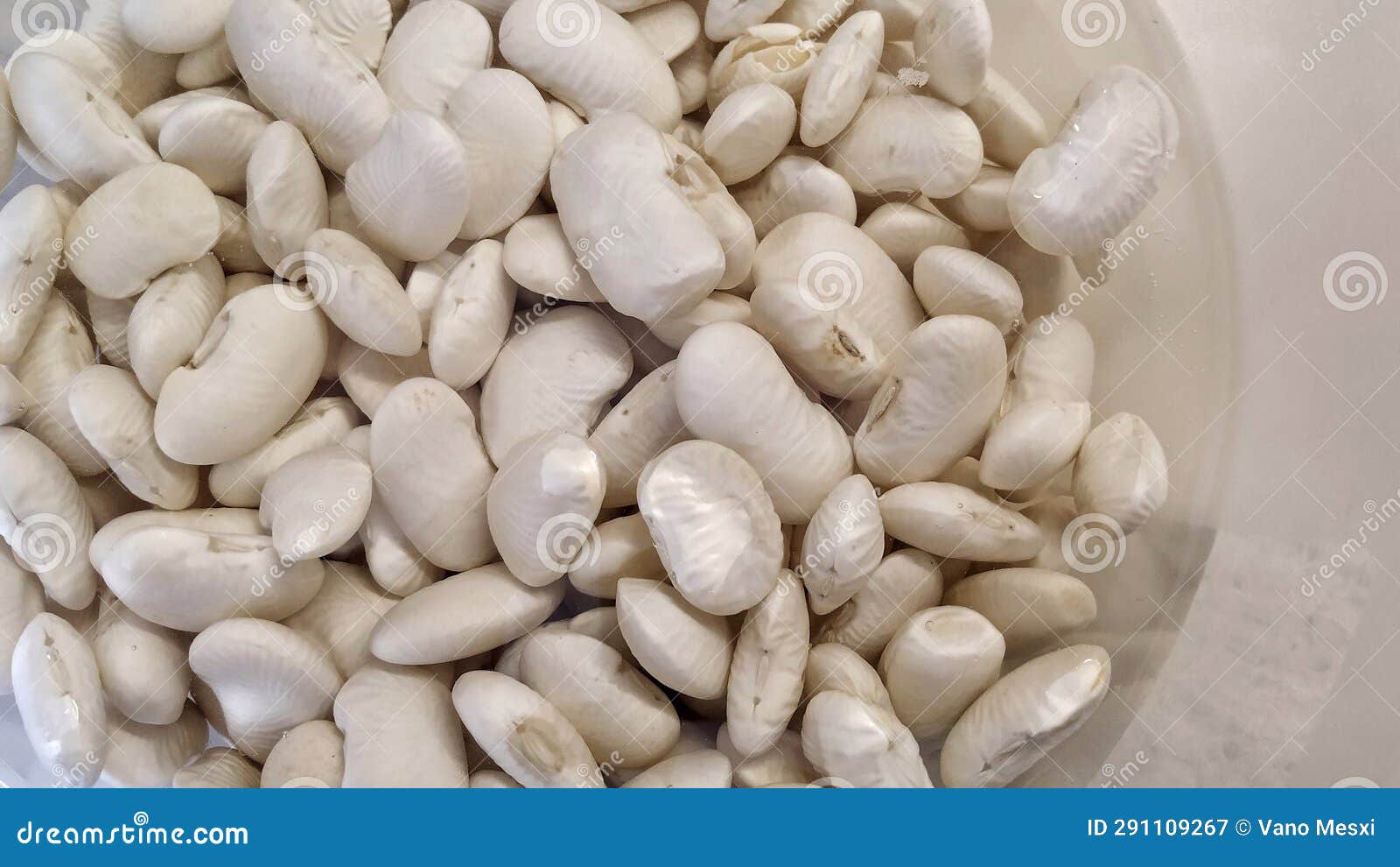 A white type of bean stock image. Image of bean, beans - 291109267