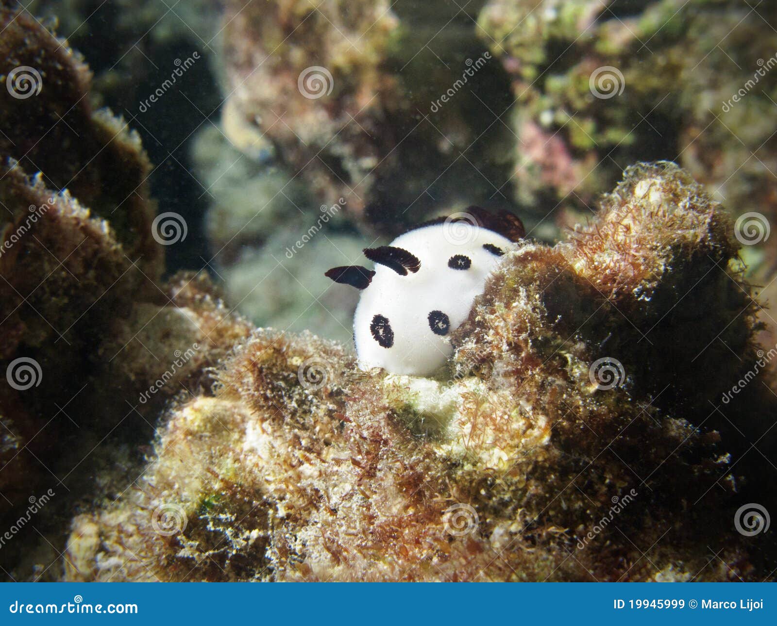 White Underwater Snail in the Reef Stock Image - Image of macro, marine ...