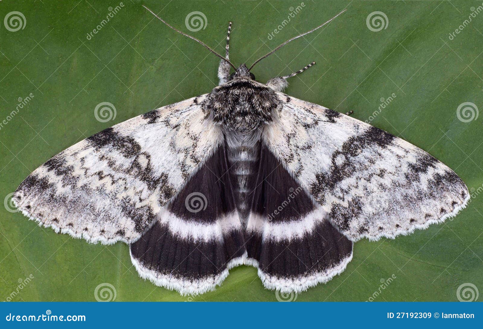 White Underwing stock image. Image of nature, relicta - 27192309