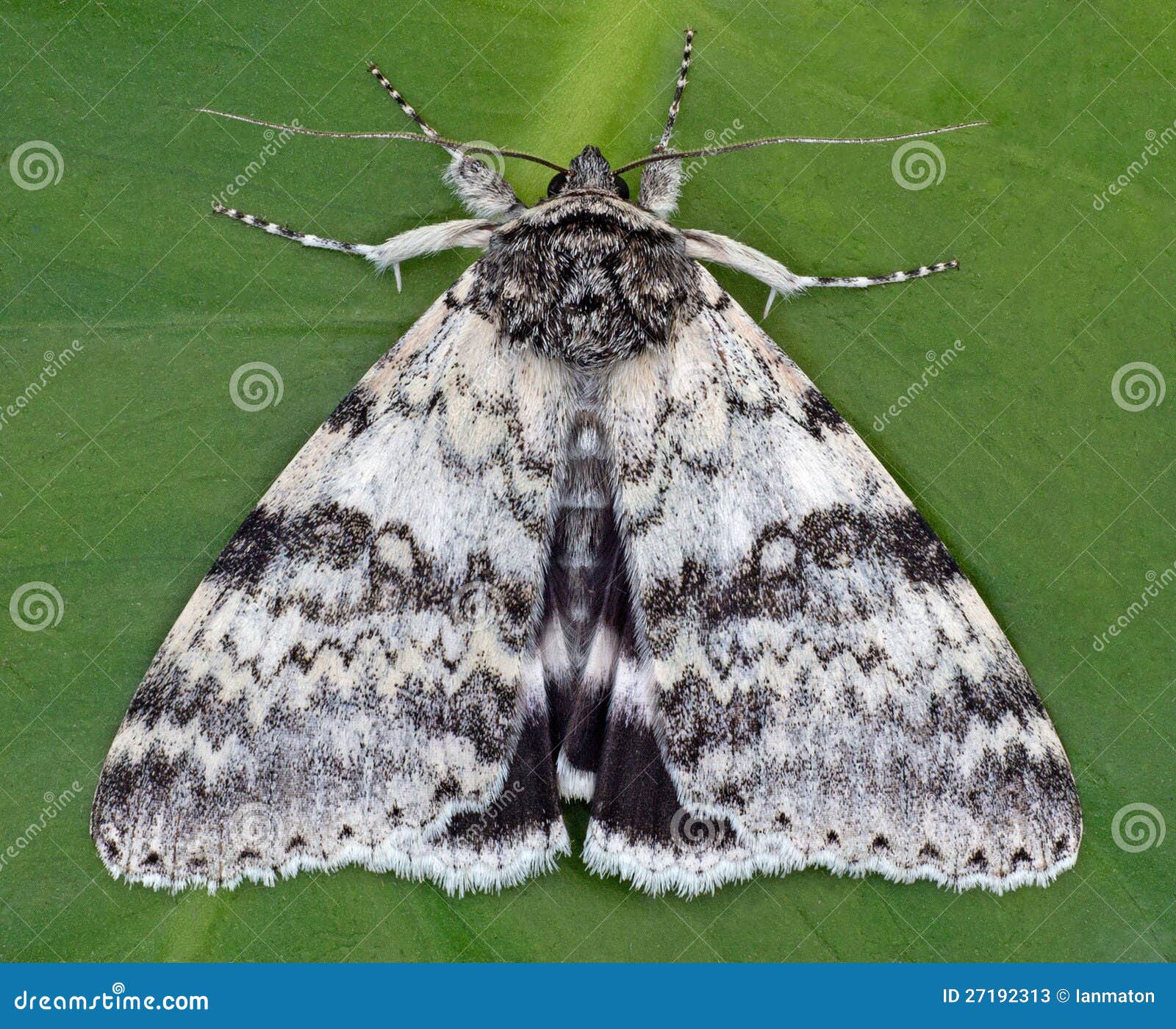 White Underwing stock image. Image of lepidoptera, catocala - 27192313