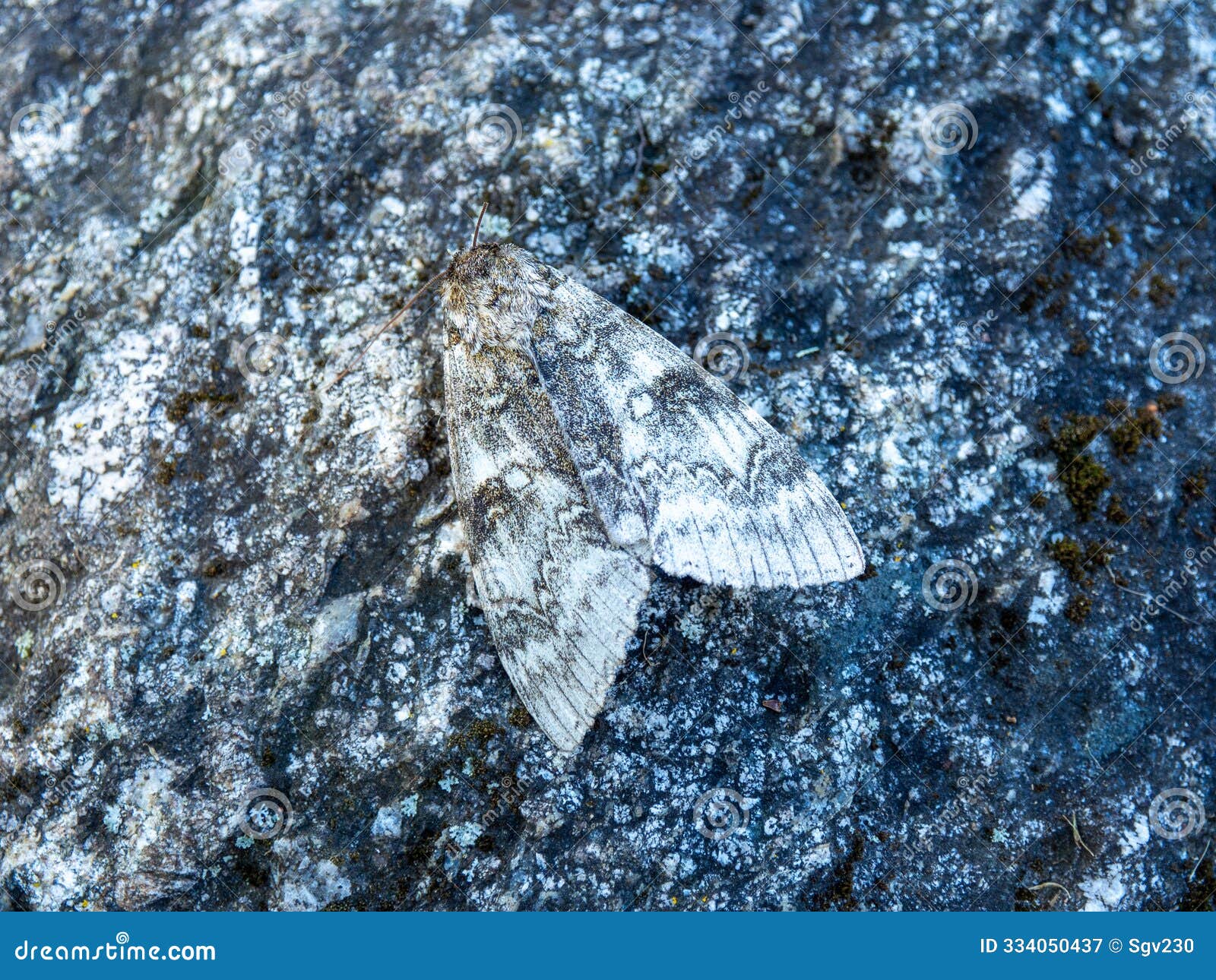 White Underwing Moth or Catocala Relicta Stock Image - Image of forest ...