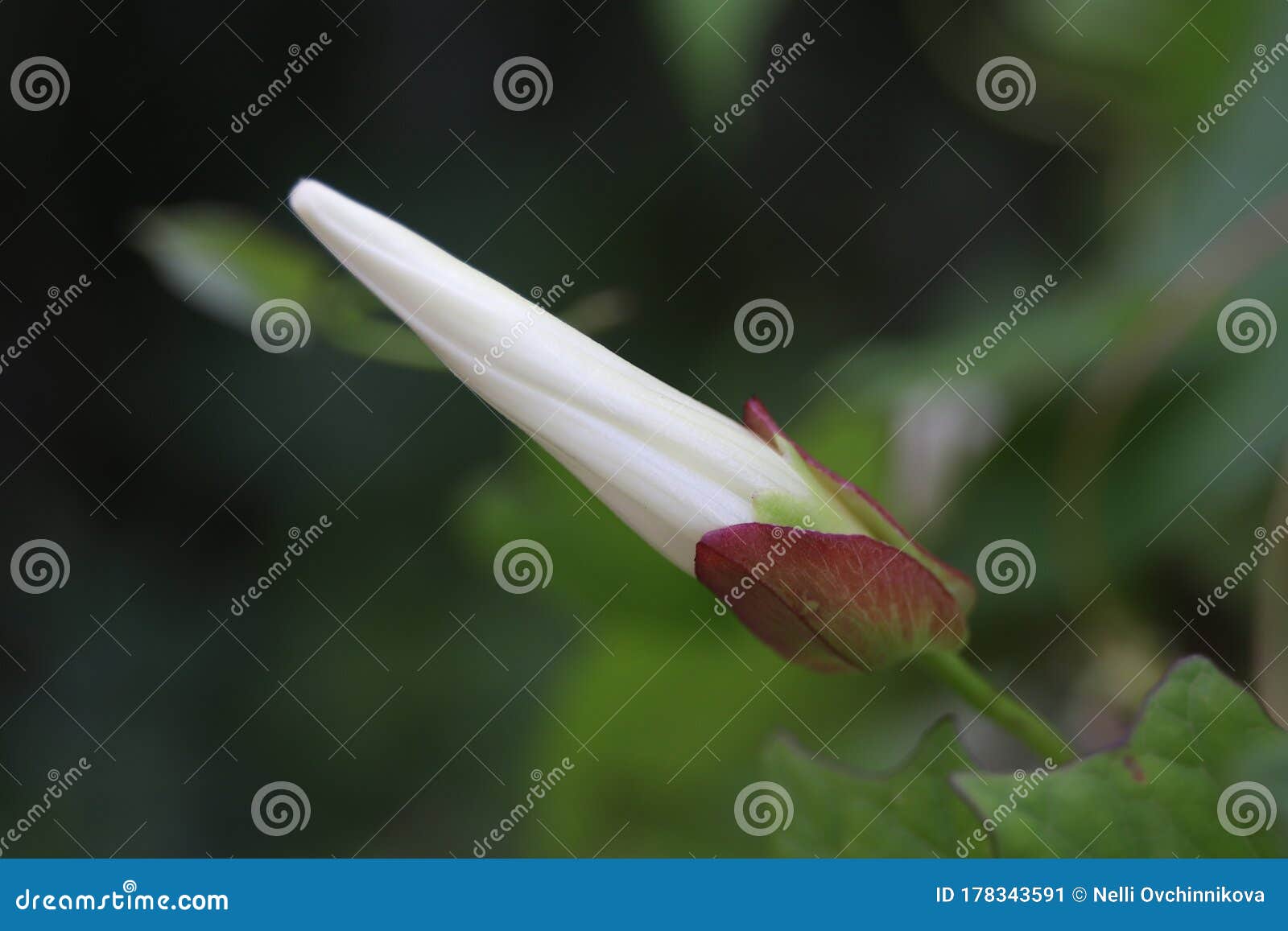 White Unopened Flower on a Green Background. Stock Image - Image of ...