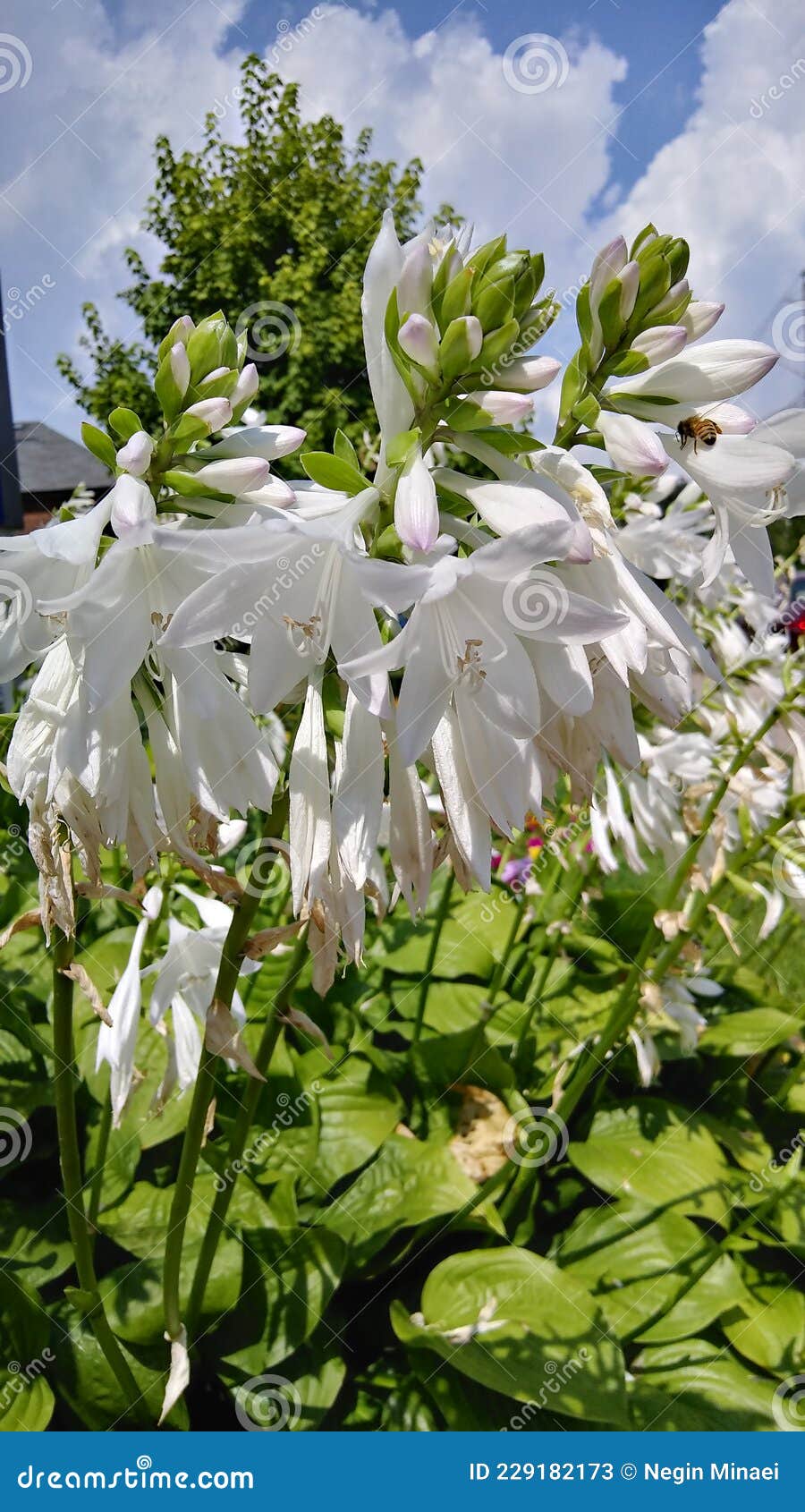 White Upside Down Lillium Flowers Royalty-Free Stock Photography ...