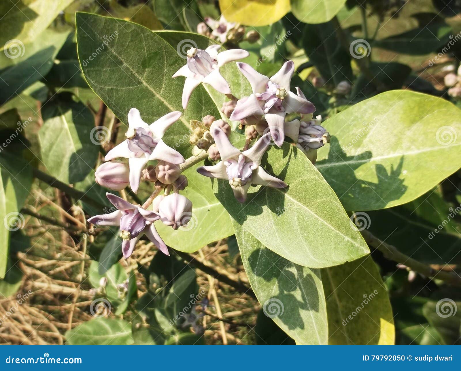 Akondo flower stock photo. Image of flower, akondo, white - 79792050