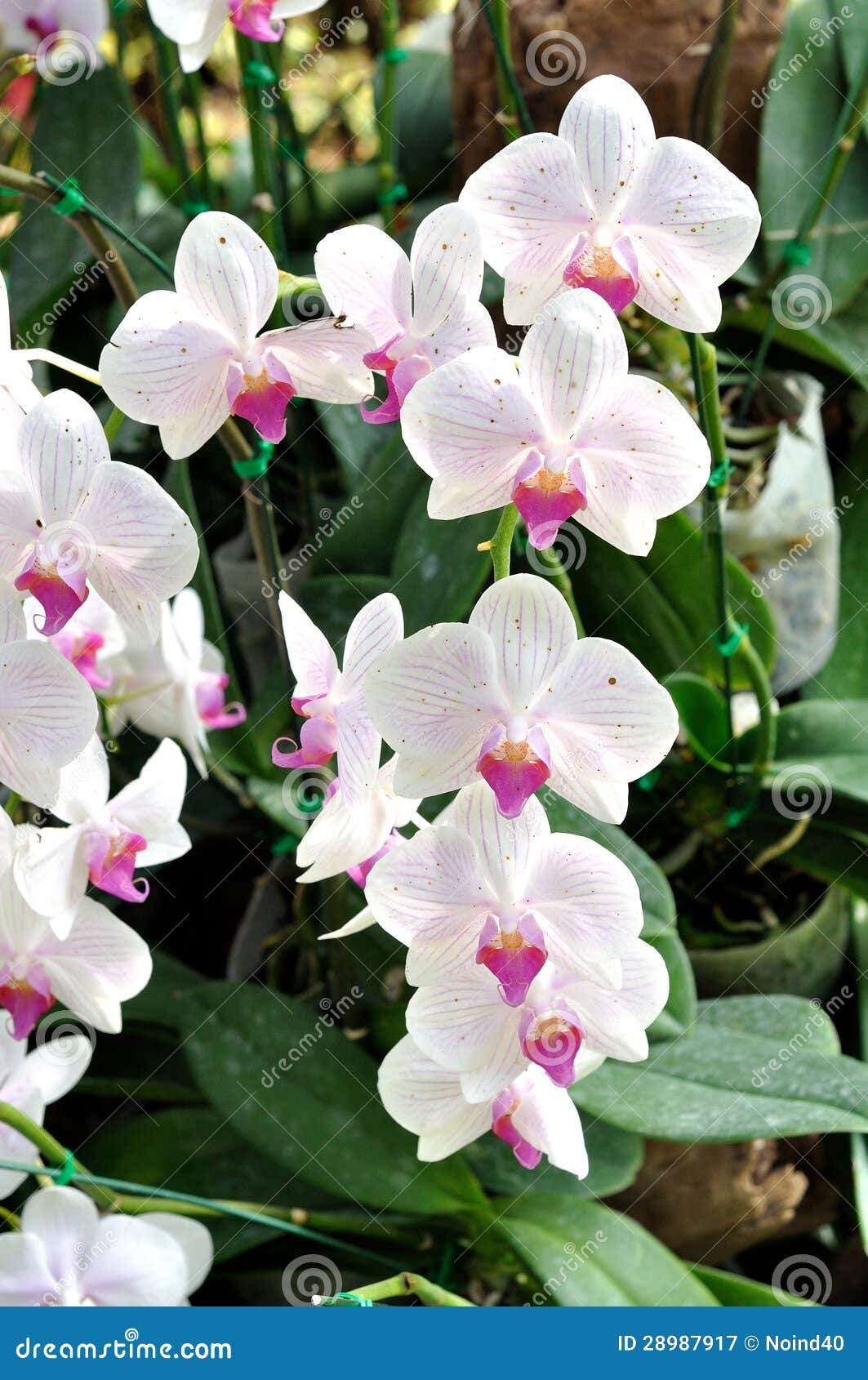 White Vanda stock image. Image of bouquet, countryside - 28987917