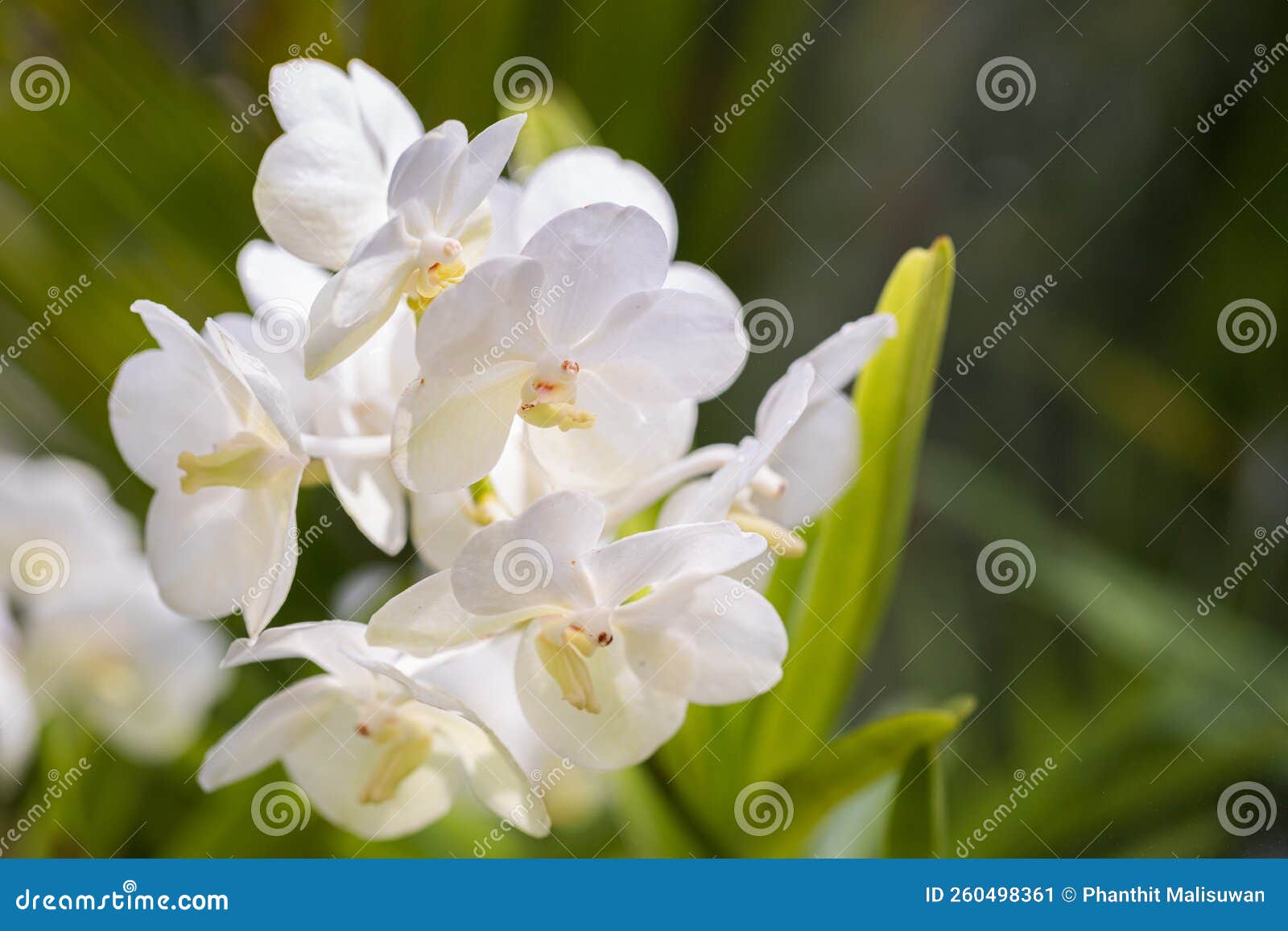 White Vanda Orchid Flowers in the Garden Stock Image - Image of beauty ...