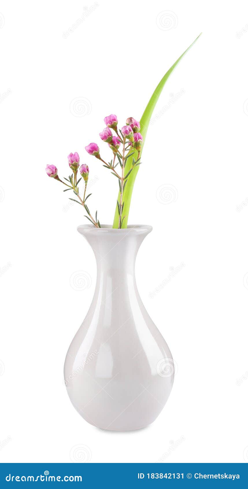 White Vase with Flower Isolated Stock Image - Image of beauty, fashion ...