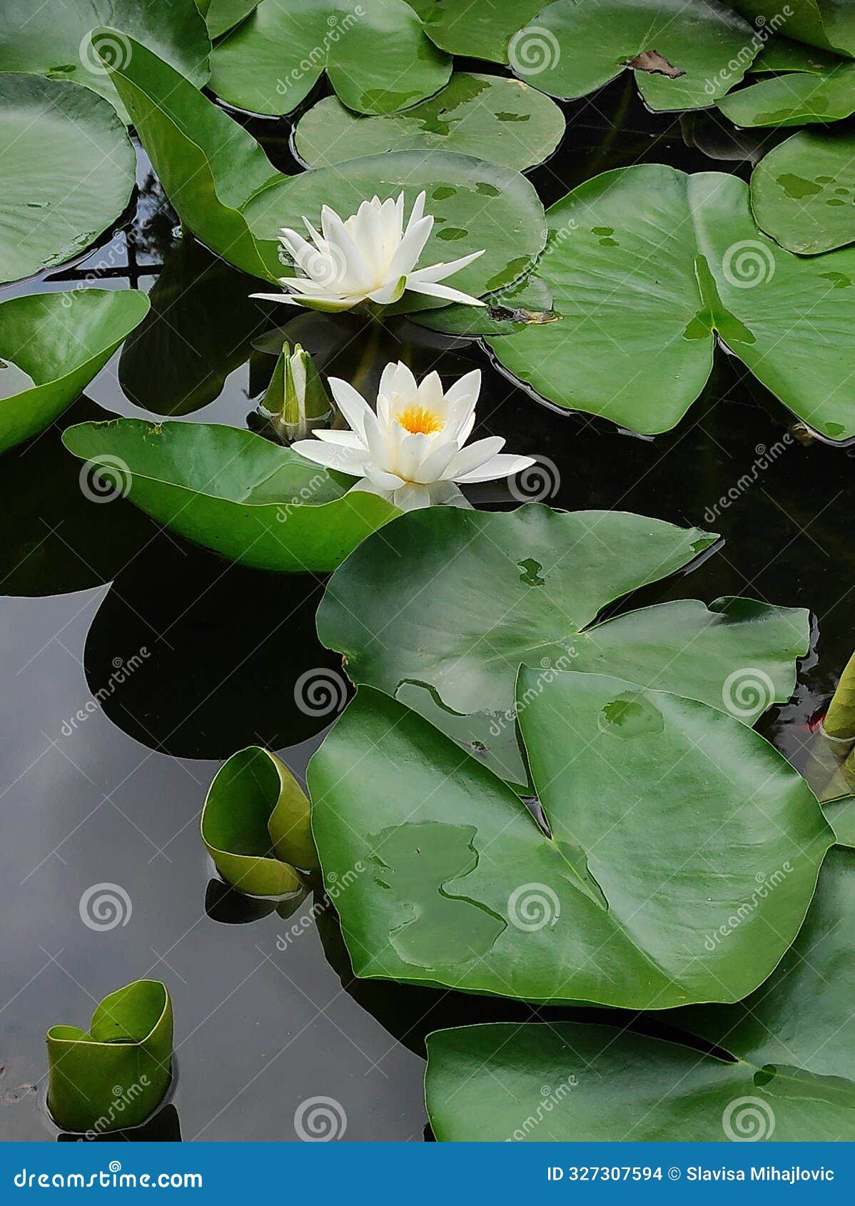 White vater lily plant stock photo. Image of vater, white - 327307594
