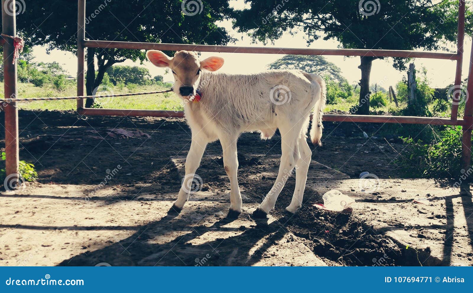 White veal stock image. Image of veal, white, barn, farm - 107694771