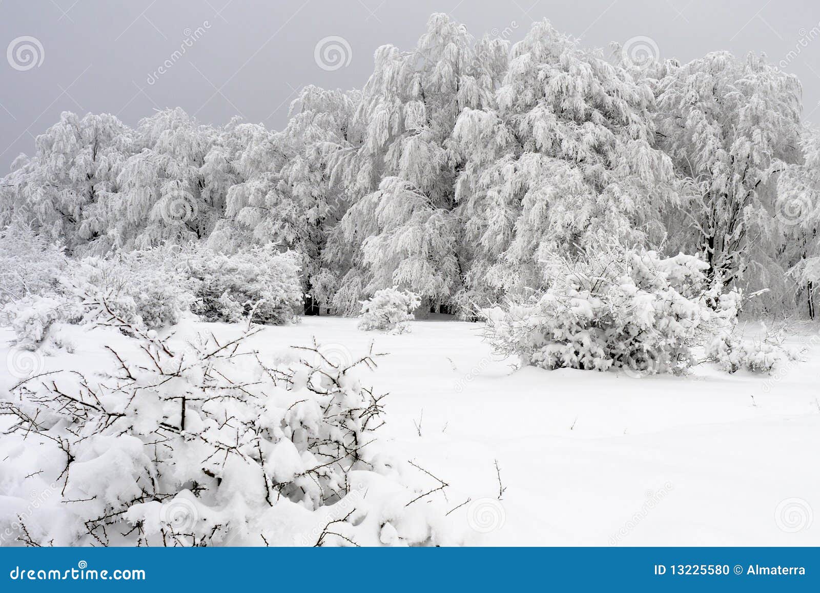 White Vegetation in Winter Season Stock Photo - Image of loneliness ...