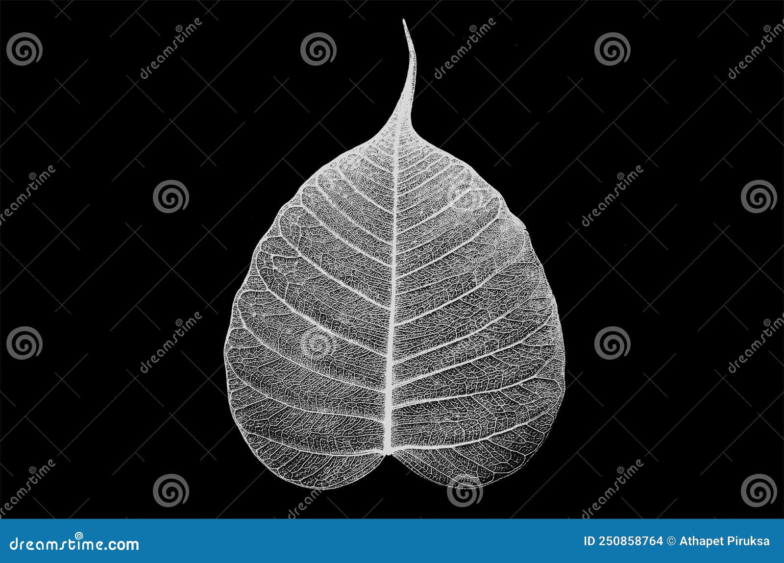 White Vein Pattern Details of Bodhi Leaf Stock Photo - Image of ...