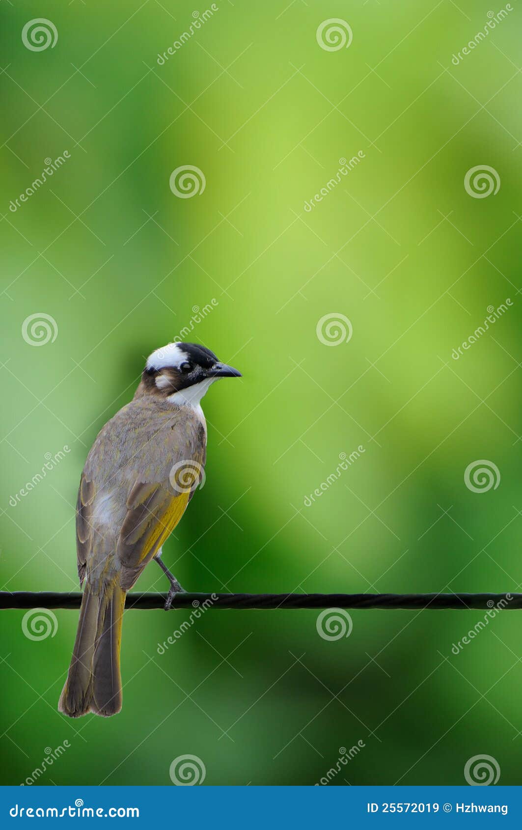 White-Vented Bulbul stock image. Image of environment - 25572019