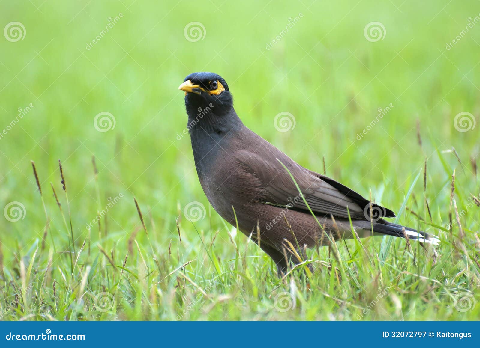 White vented myna stock image. Image of natural, parks - 32072797