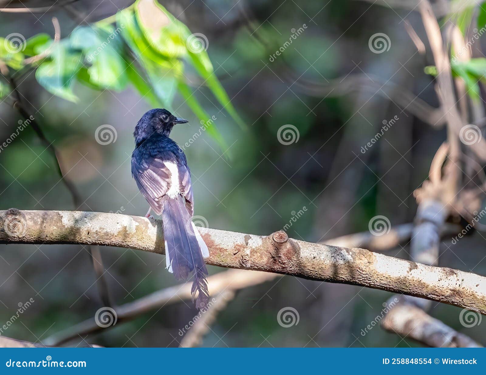 White Vented Shama Perching on Tree Stock Photo - Image of sitting ...