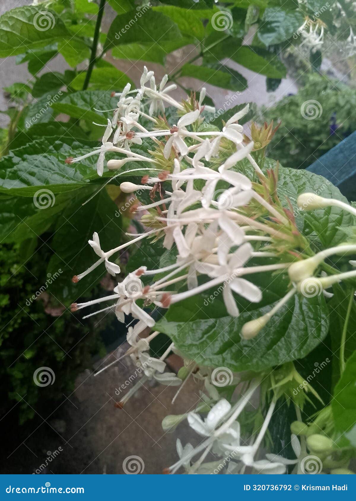 Vile Shard Leaves With Jagged Leaf Edges And A Unique Texture Stock ...