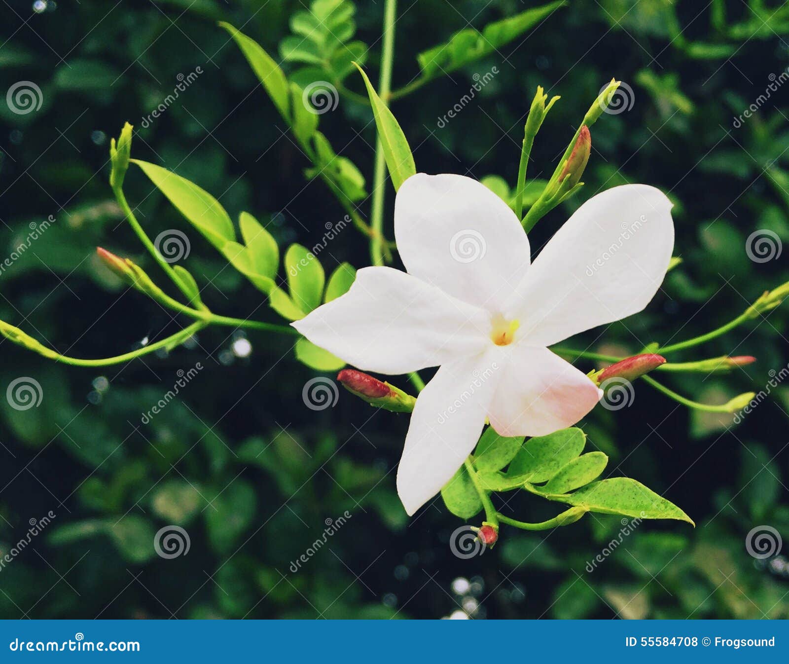 White Vine Flower stock photo. Image of flora, flower - 55584708