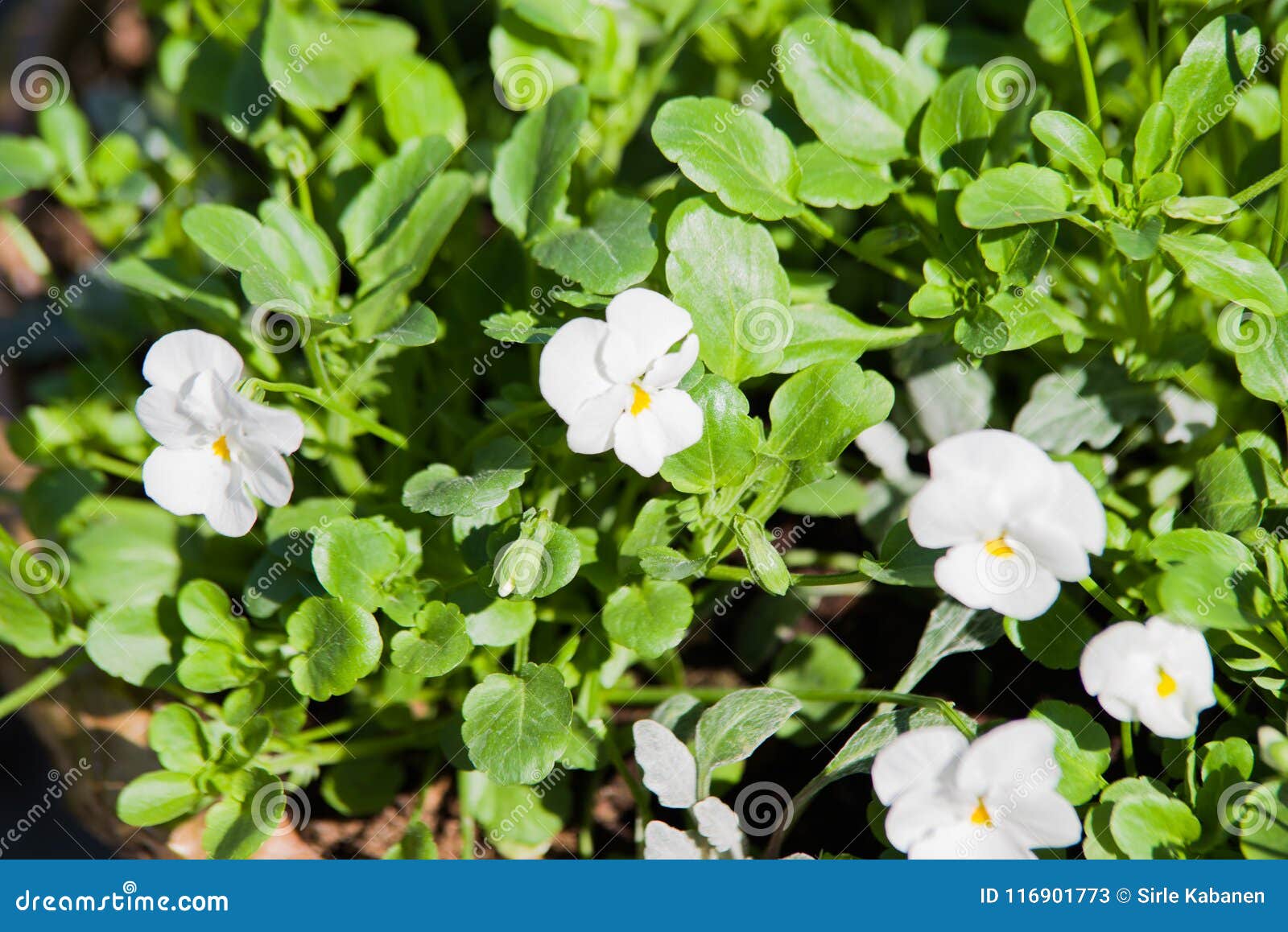 White Viola Cornuta Blooming in Spring Stock Image - Image of detail ...