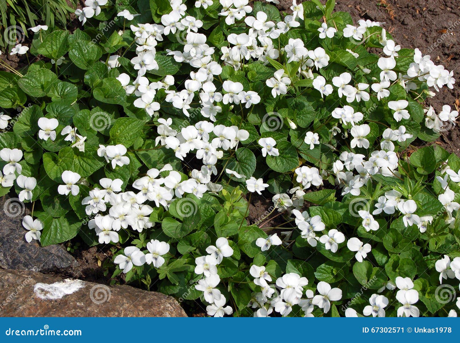 White viola flowers stock image. Image of inflorescence - 67302571