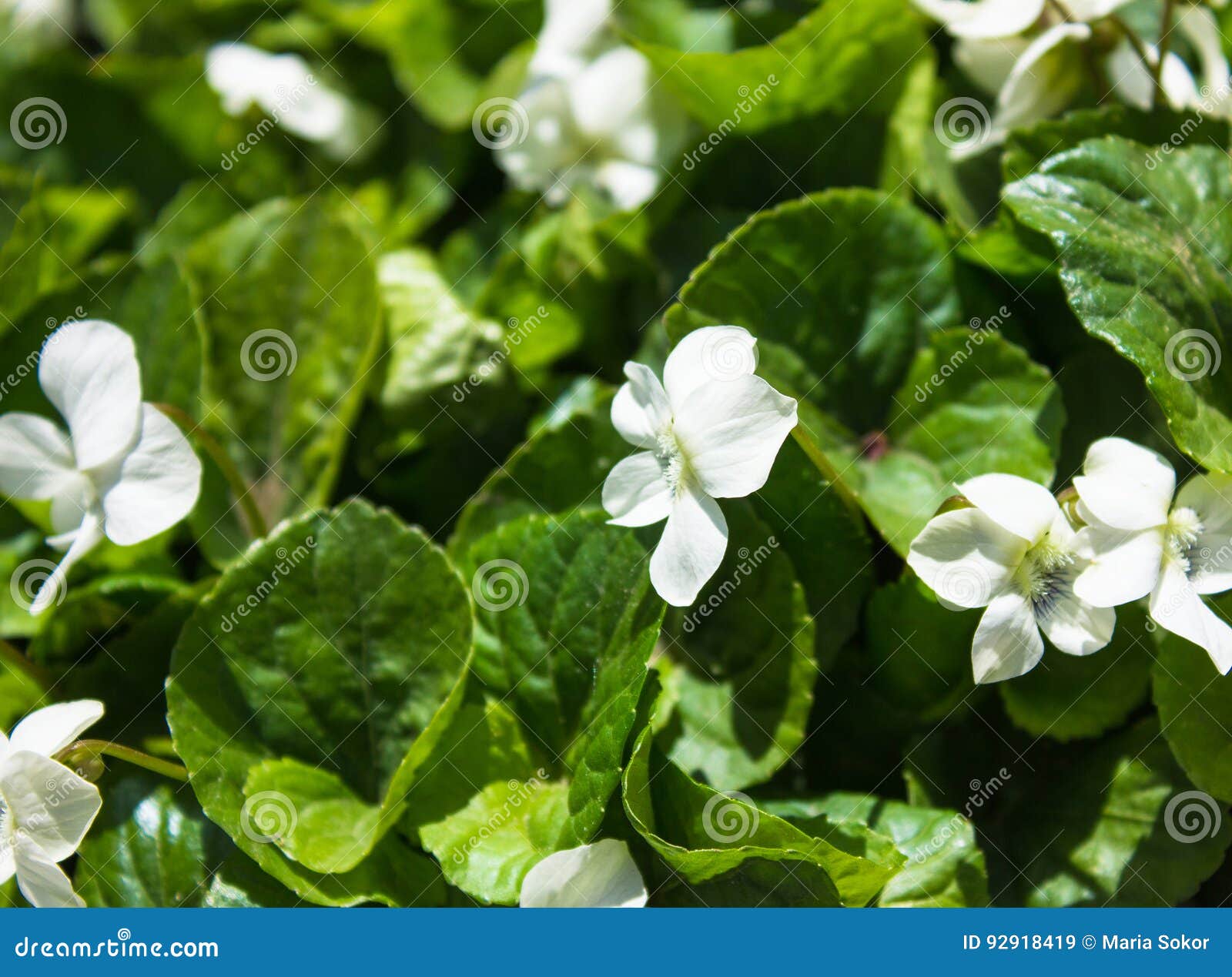 White viola stock image. Image of backgrounds, blossom - 92918419