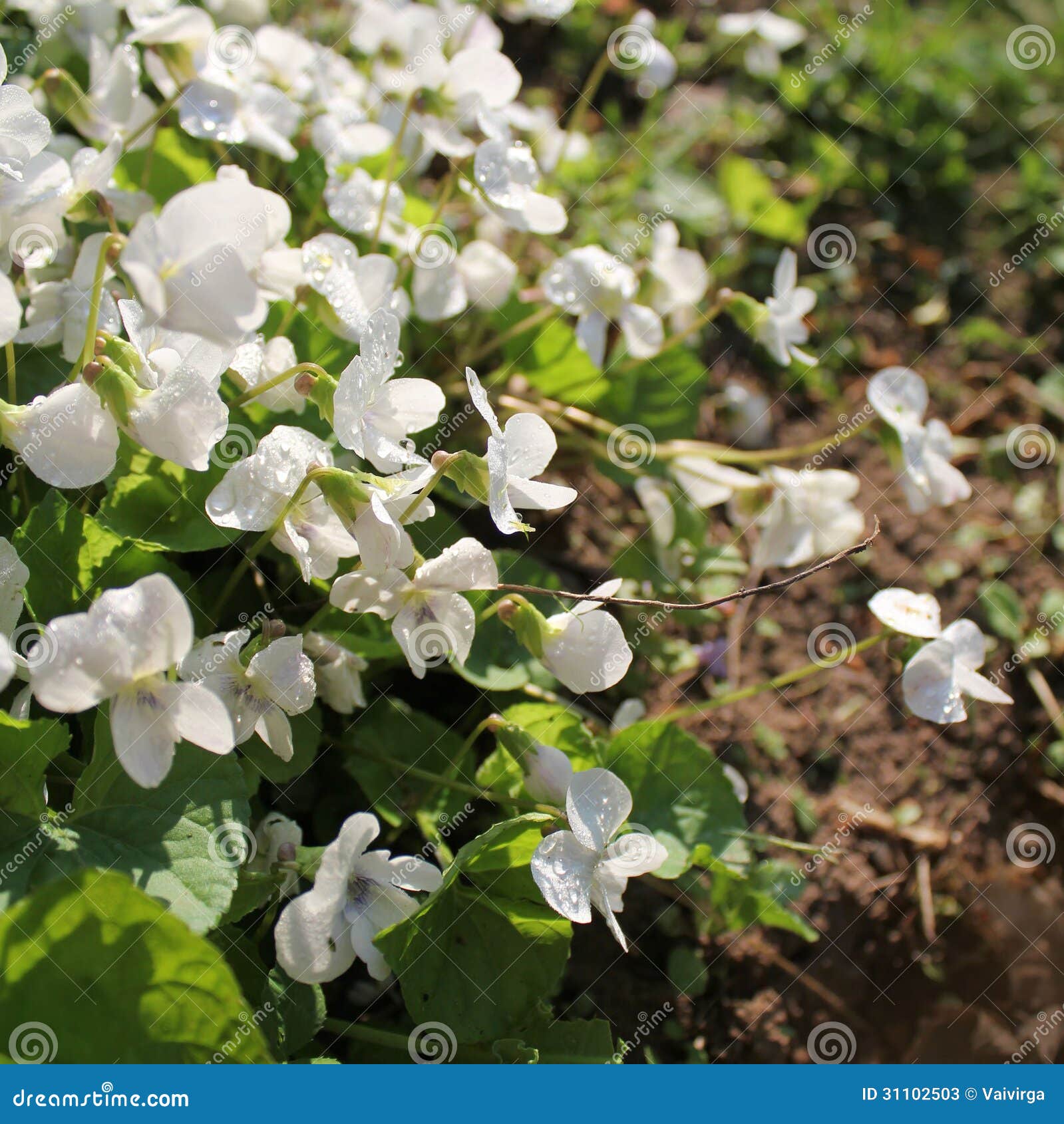 White Viola Odorata Stock Images - Download 758 Royalty Free Photos