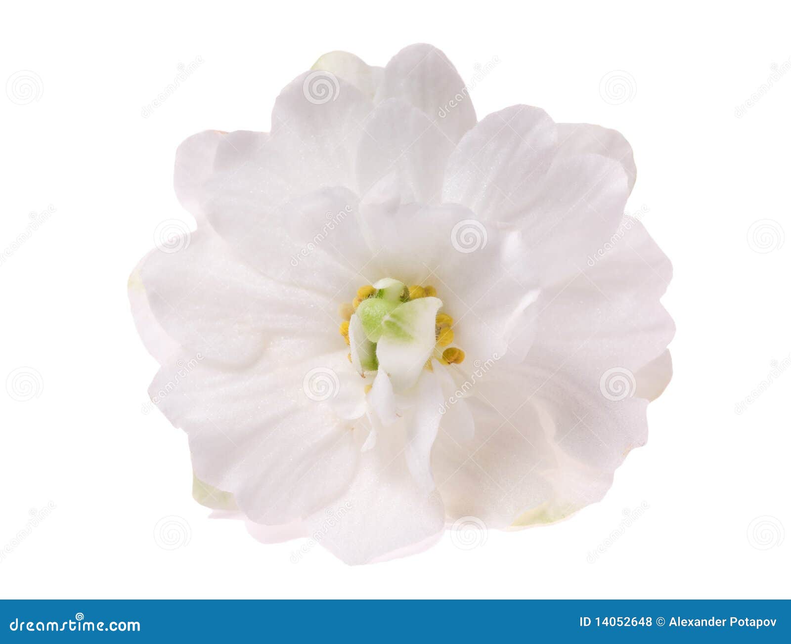 White Violet Isolated Flower Stock Photo - Image of flowers, beautiful ...